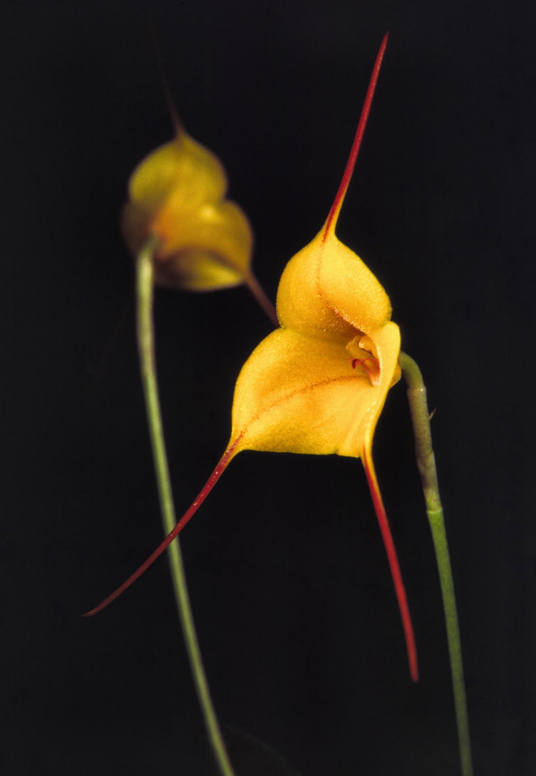 Orchids in Bloom: Masdevallia Sunny Angel