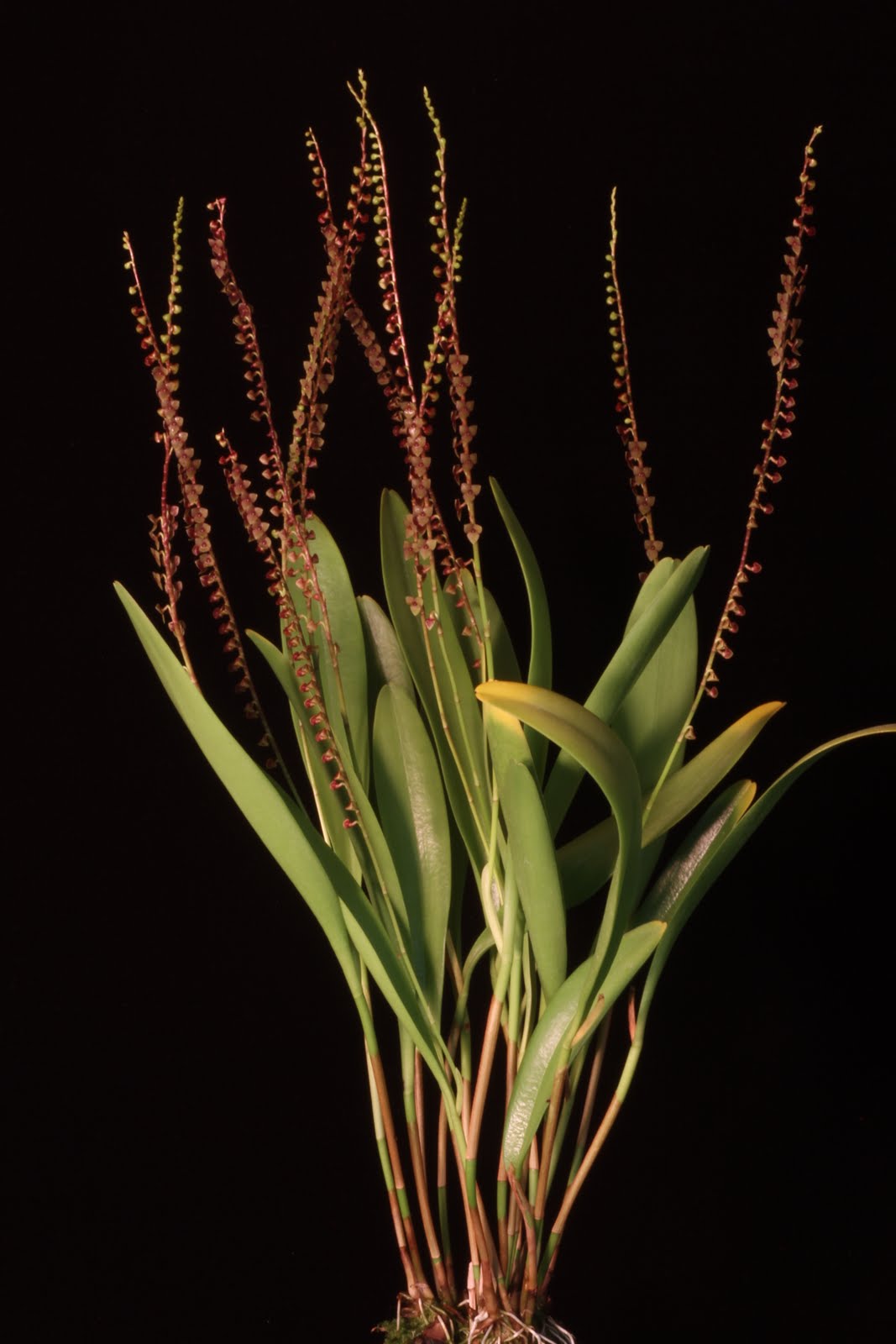 HOA PHONG LAN VIỆT-VIETNAM ORCHIDS: Stelis