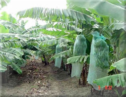 Uraba Agricola: El Eje Bananero