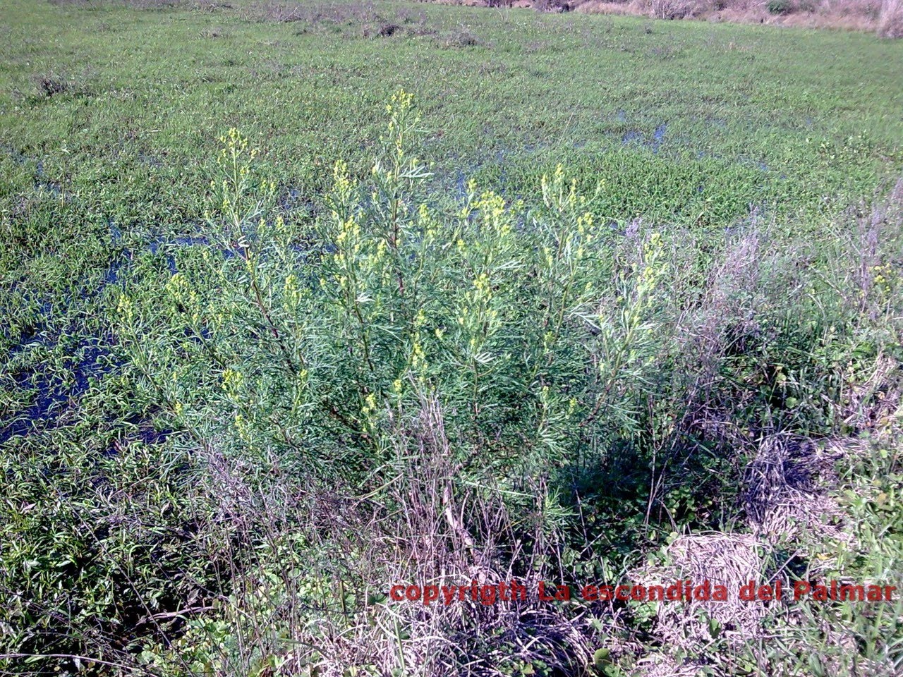 Chacra La Escondida del Palmar: septiembre 2010