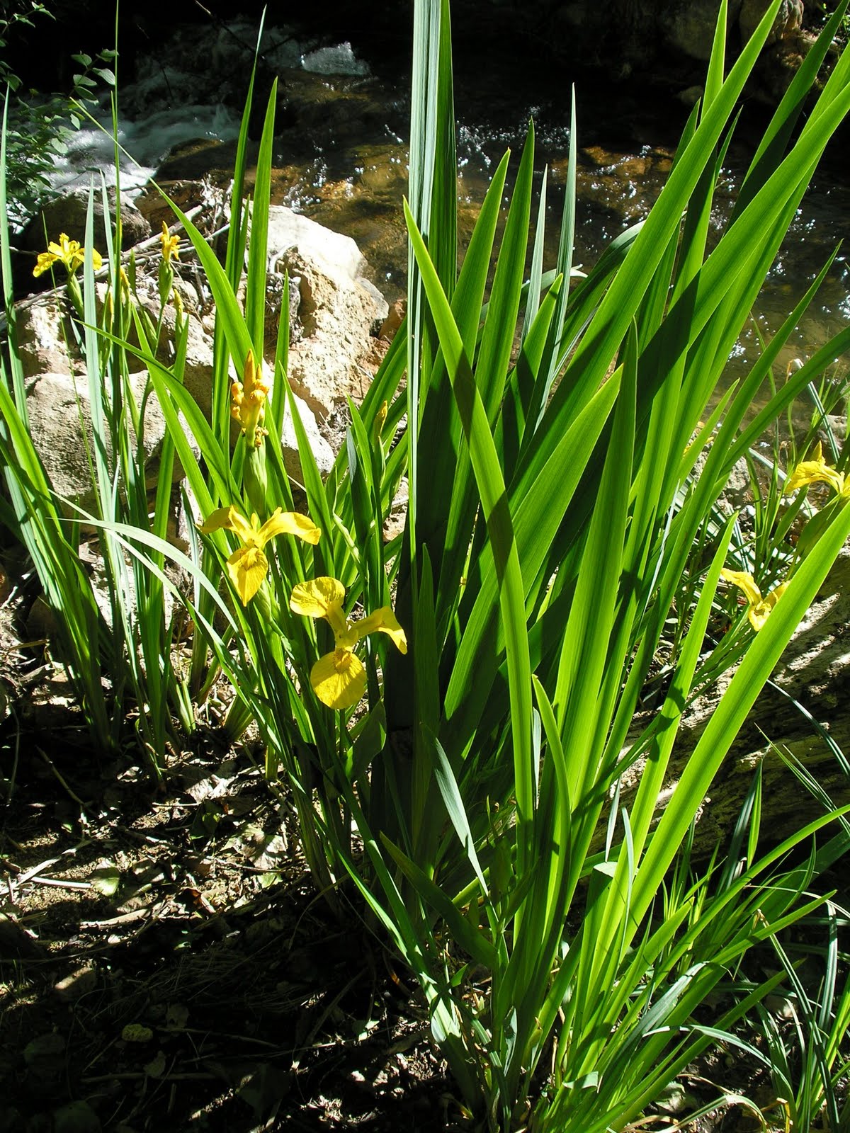 FLORA CAMPO DE MONTIEL Y ALREDEDORES: LIRIO AMARILLO