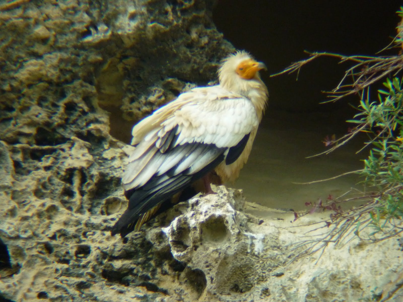 Green Wood Ringer: Menorca Birds 2010 Edition 4