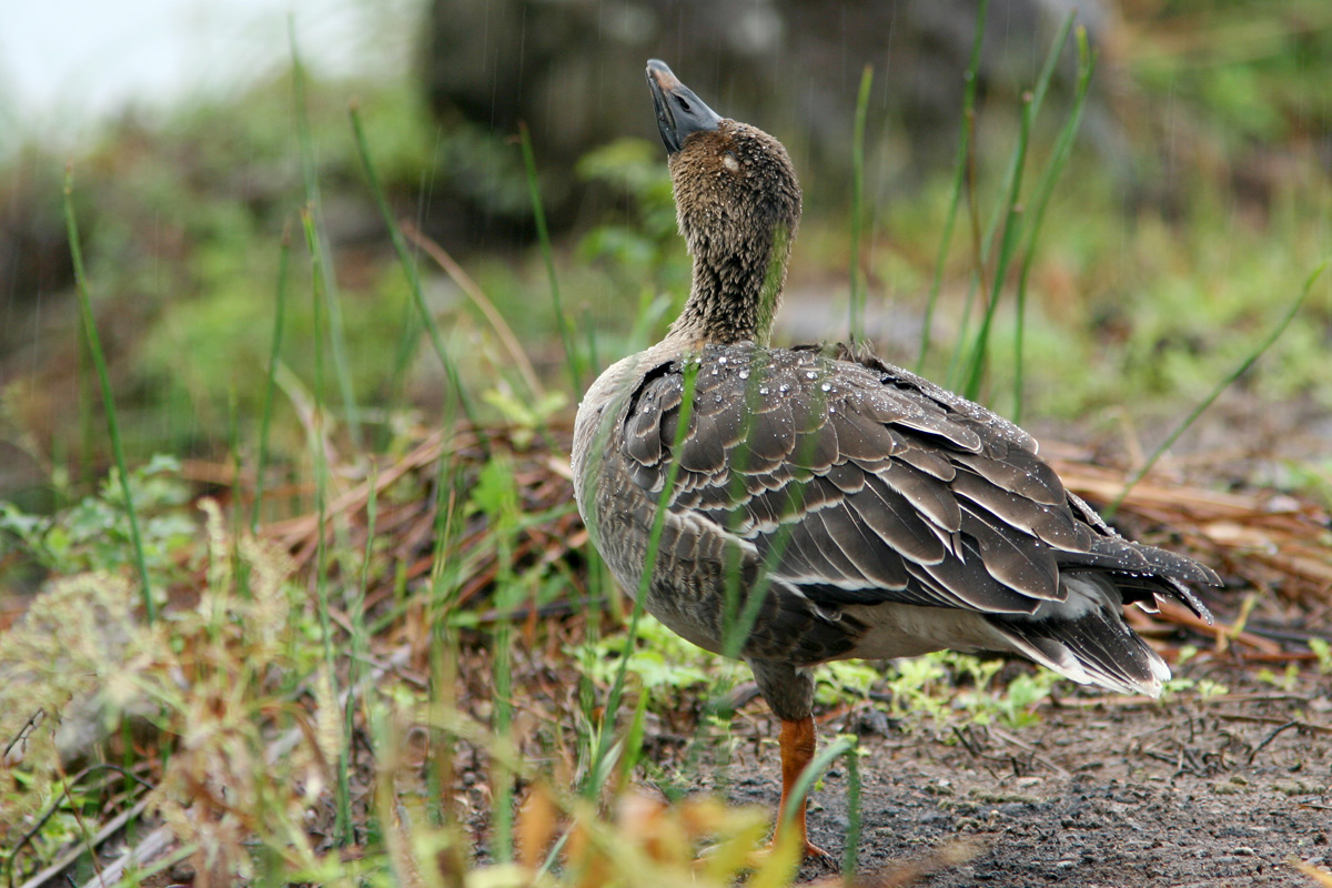 Unravel: Goose in the Rain