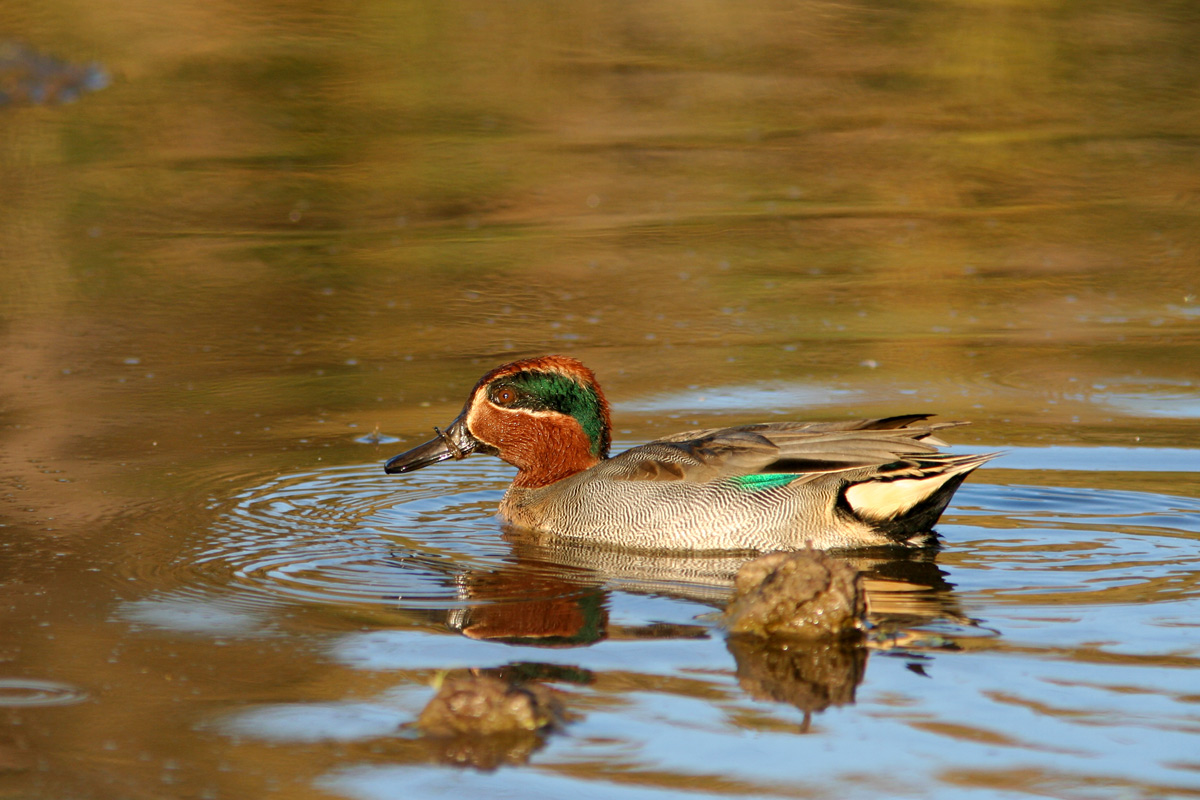Unravel: Common Teals