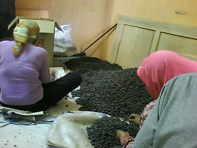 CV.Sarana Nusantara: BUAH ASAM KRANJI