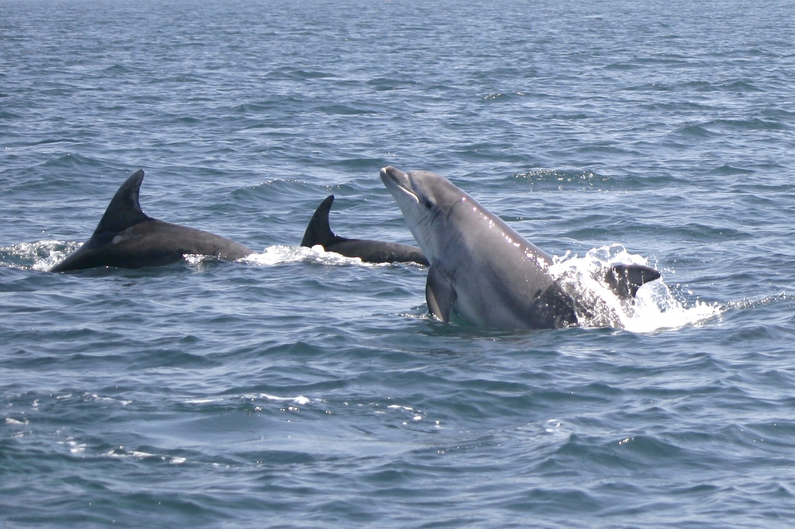Dolphins and Wales: The worlds biggest dolphins!