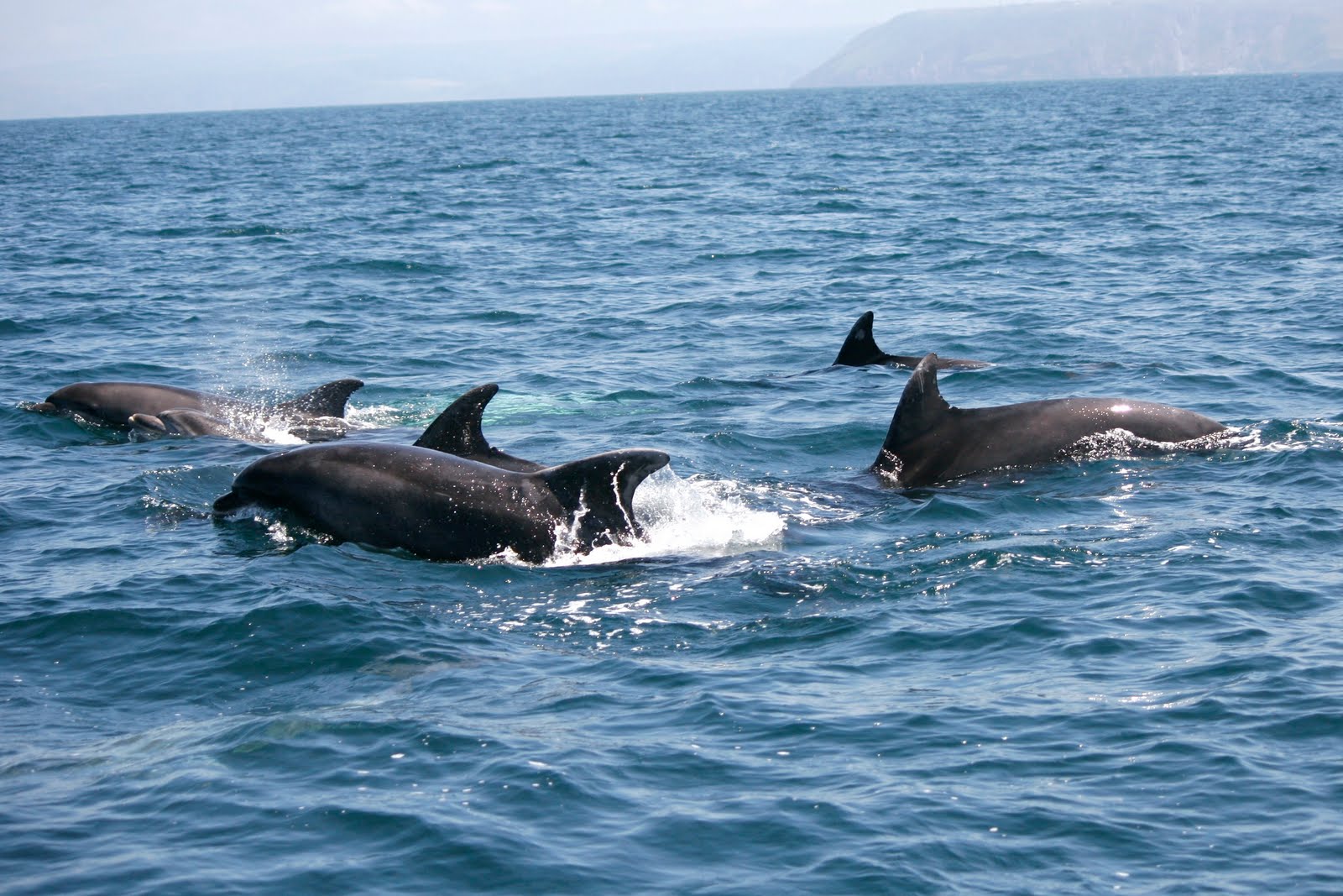 Dolphins and Wales: The worlds biggest dolphins!