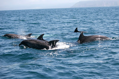 Dolphins and Wales: The worlds biggest dolphins!