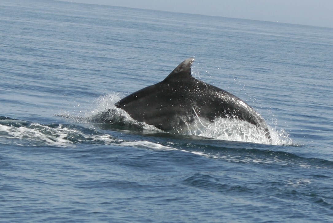 Dolphins and Wales: The worlds biggest dolphins!