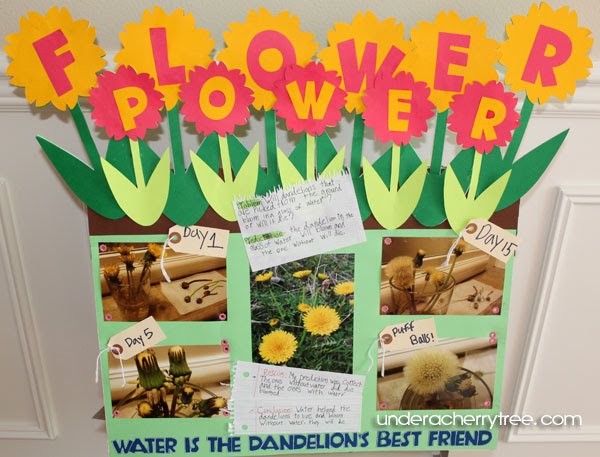 Under A Cherry Tree: Science Fair 2010 (part 2)