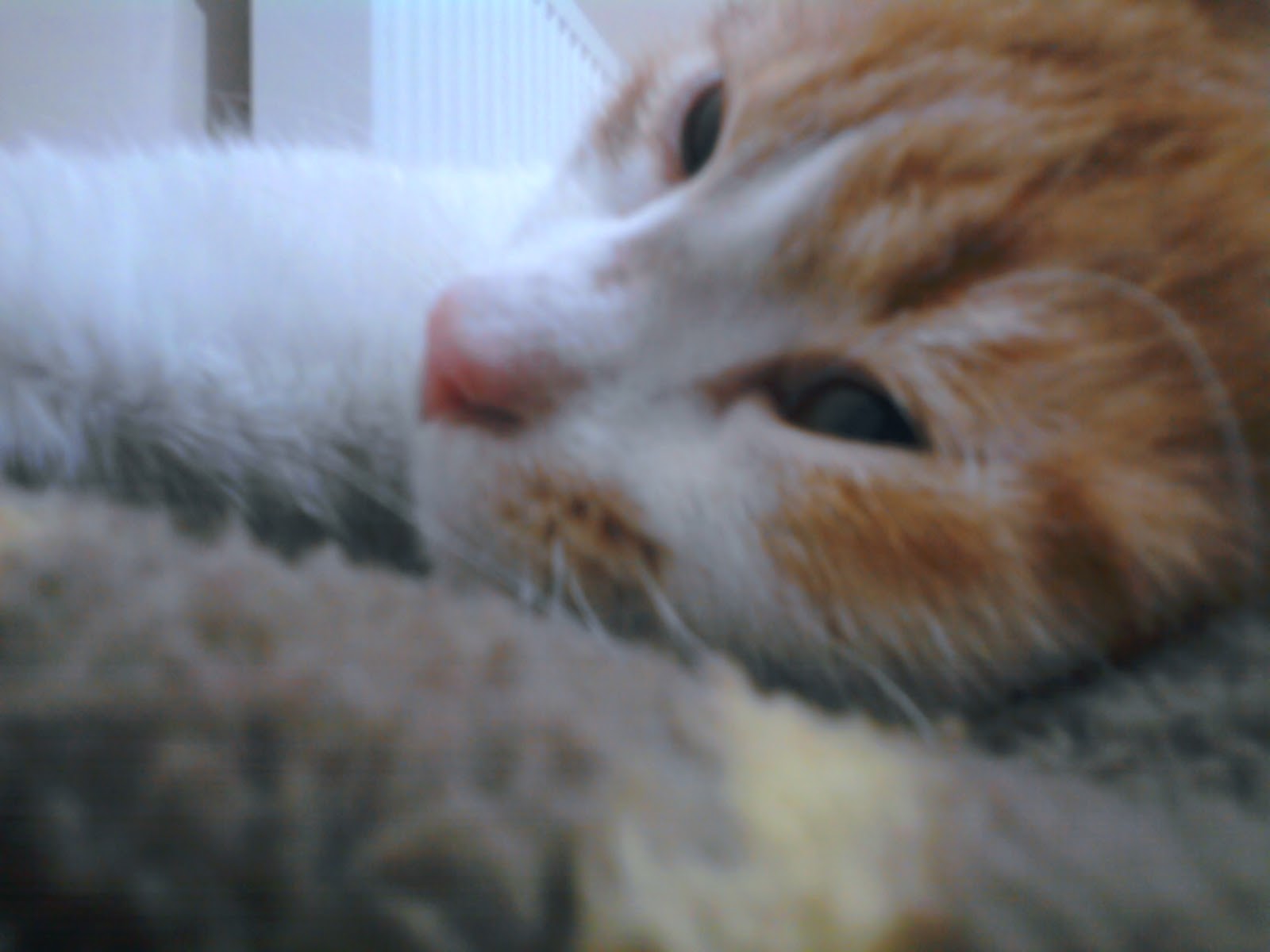 FELIS DOMESTICUS: Kedim-Hera