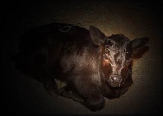 Ganaderia de Lidia: Casta y Castas