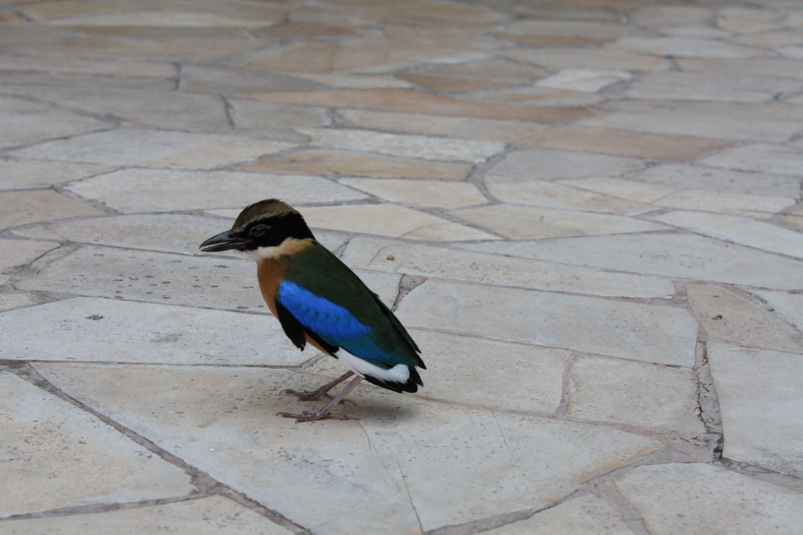 simply elixelle: 2010