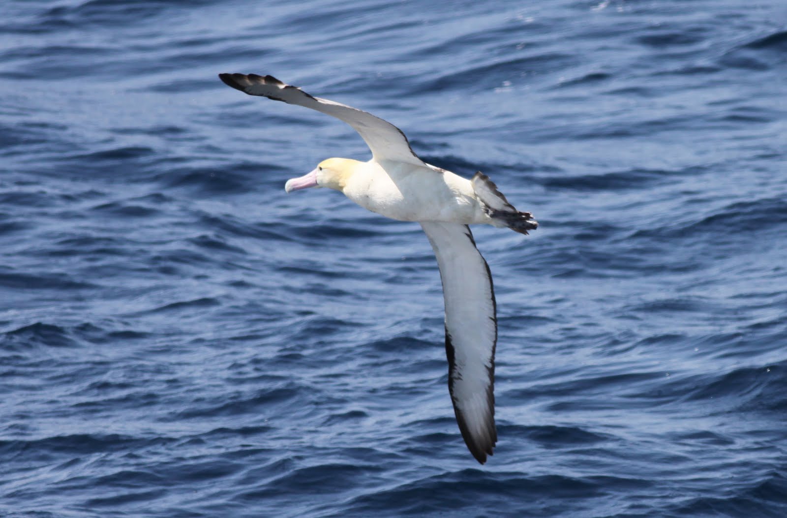 JM's Pacific journey....: More Albatrosses of the North Pacific