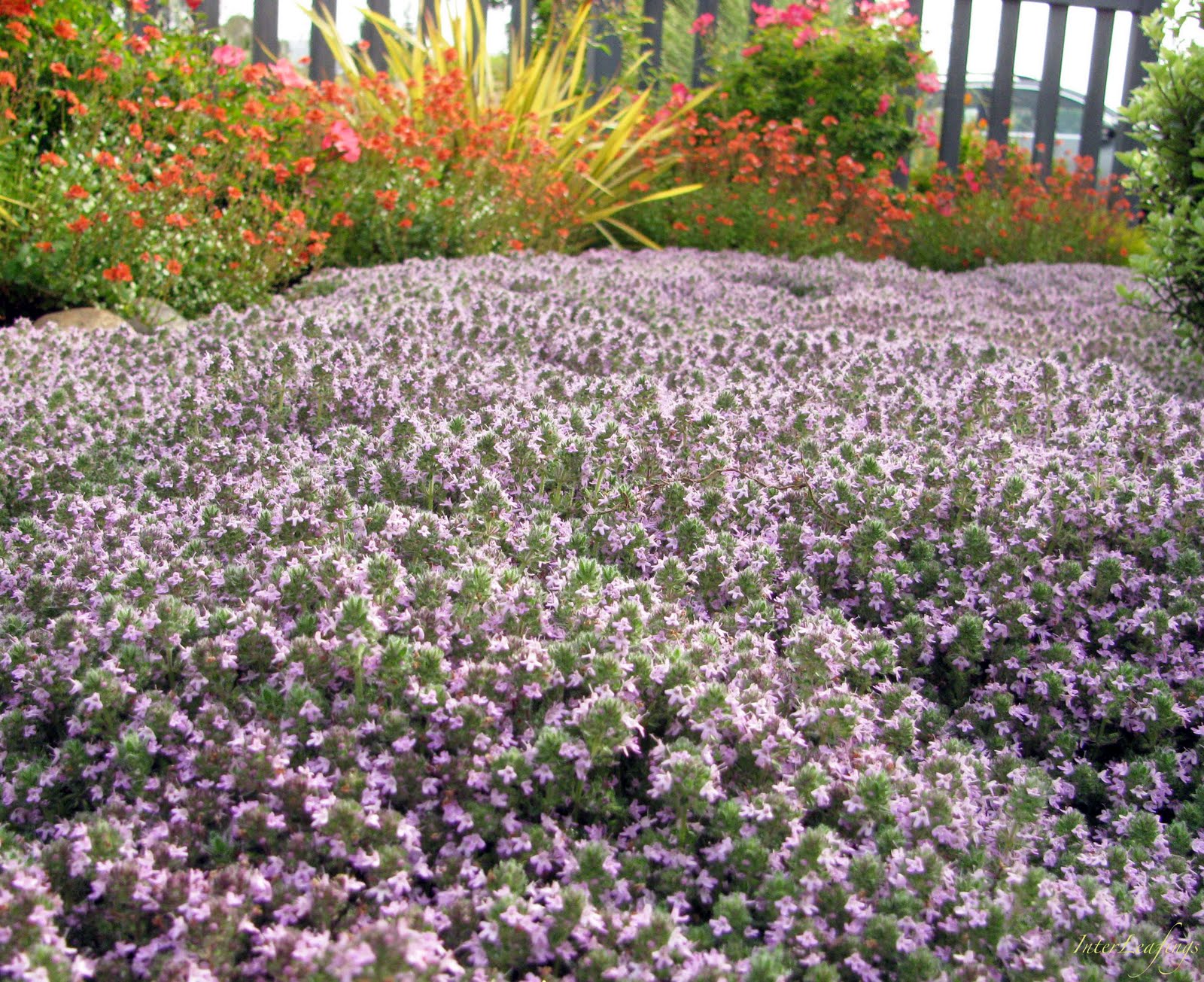 InterLeafings : Bloom Day - May 2010