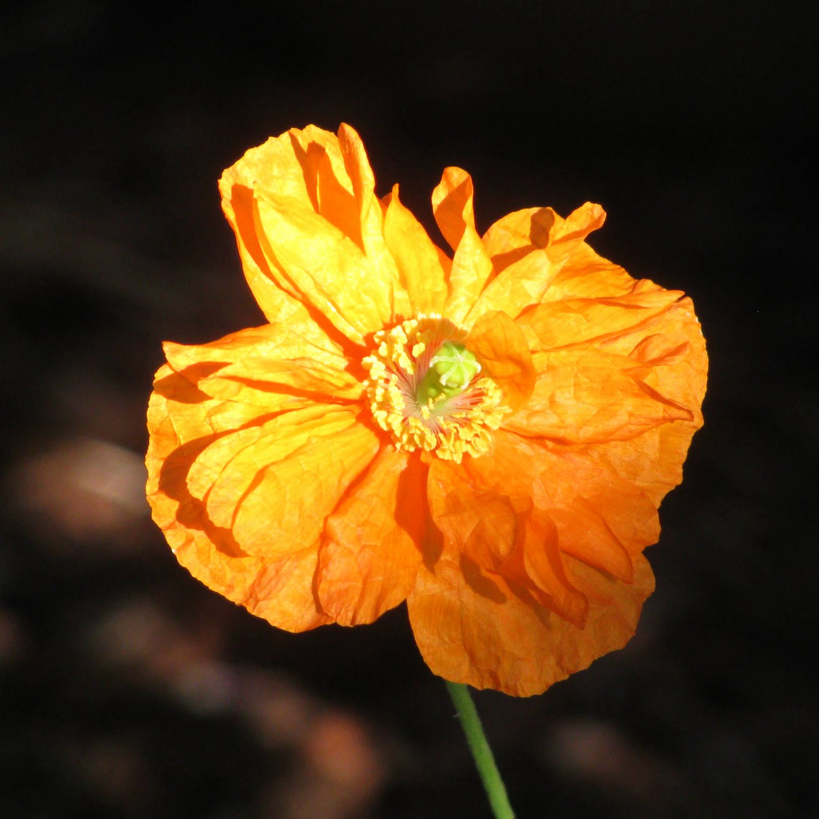 InterLeafings : A May Day Bouquet