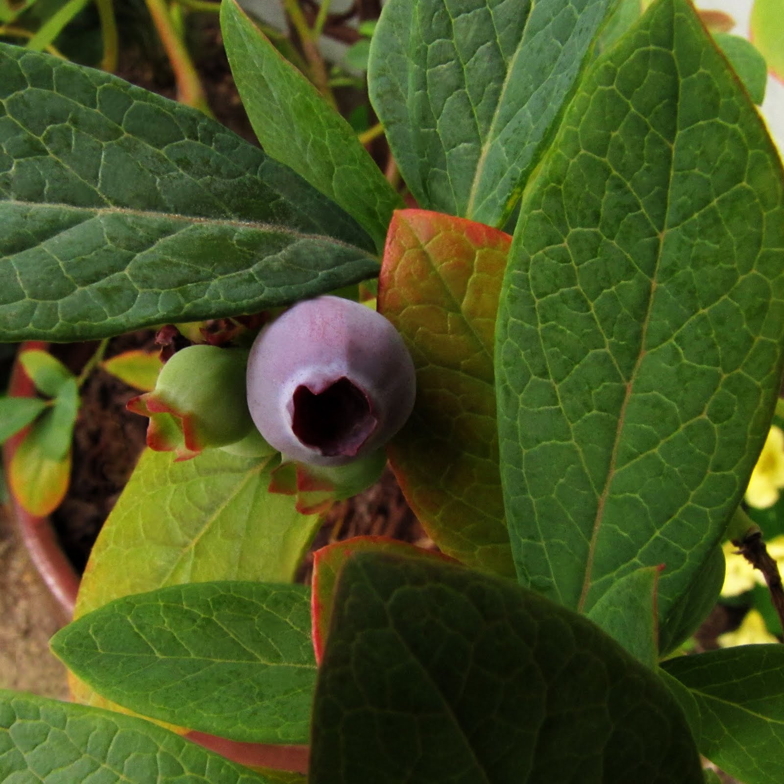InterLeafings : Garden Designers Roundtable: The Garden Contained