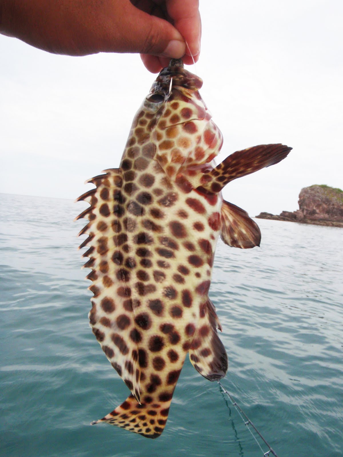 Tackle Source: LIVE IMPACT!