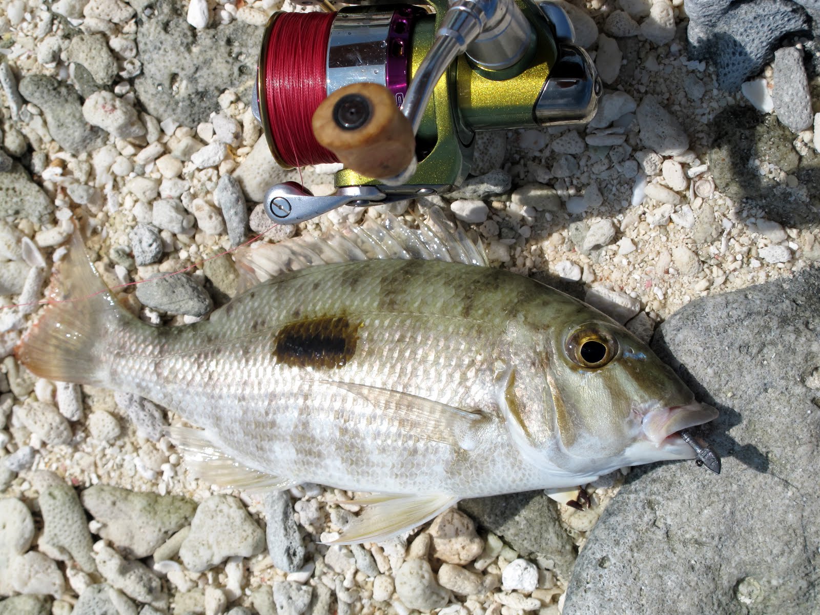 Tackle Source: LIVE IMPACT!