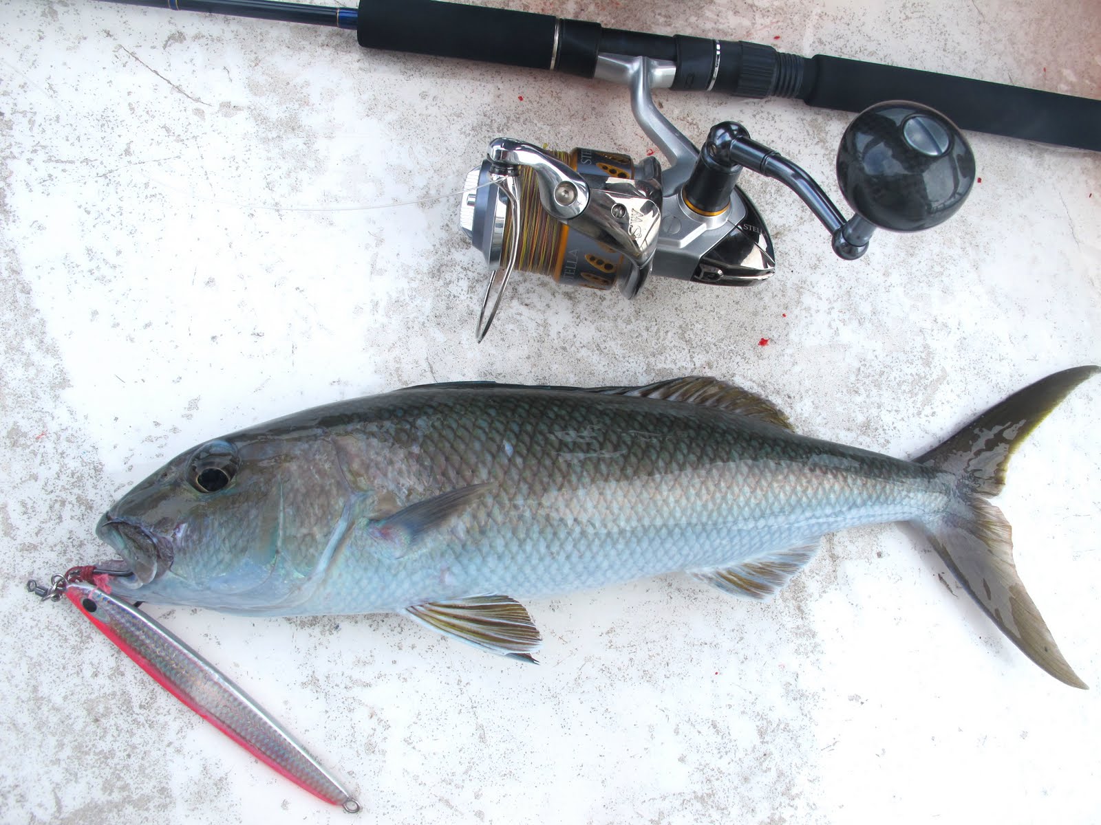 Tackle Source: MALDIVES MAYHEM Part 2