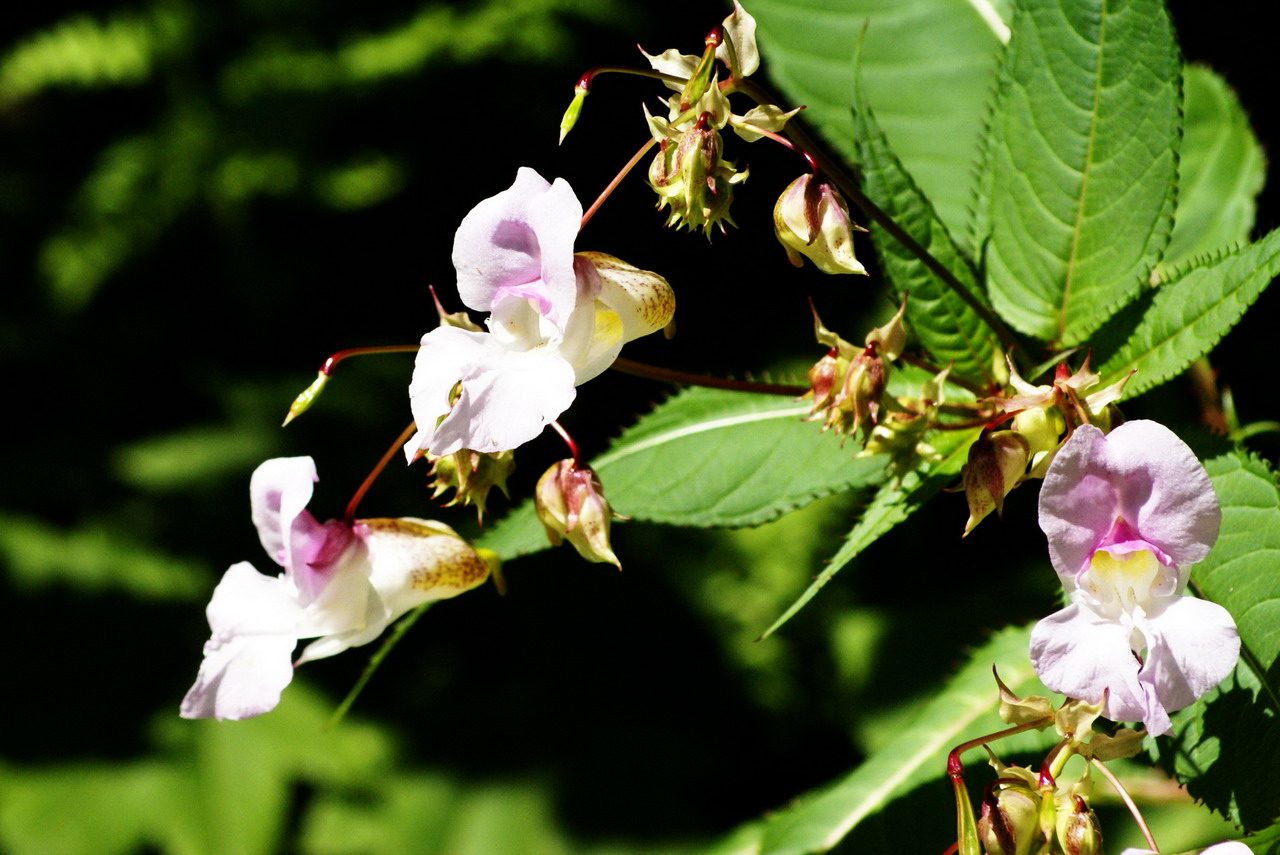 Snuff Mills Action Group blog: Himalayan balsam pulling