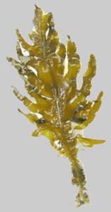 Algas (1) A importância ecológica e econômica das algas 29/10/2010