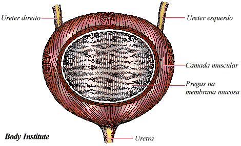 Bexiga Urinária