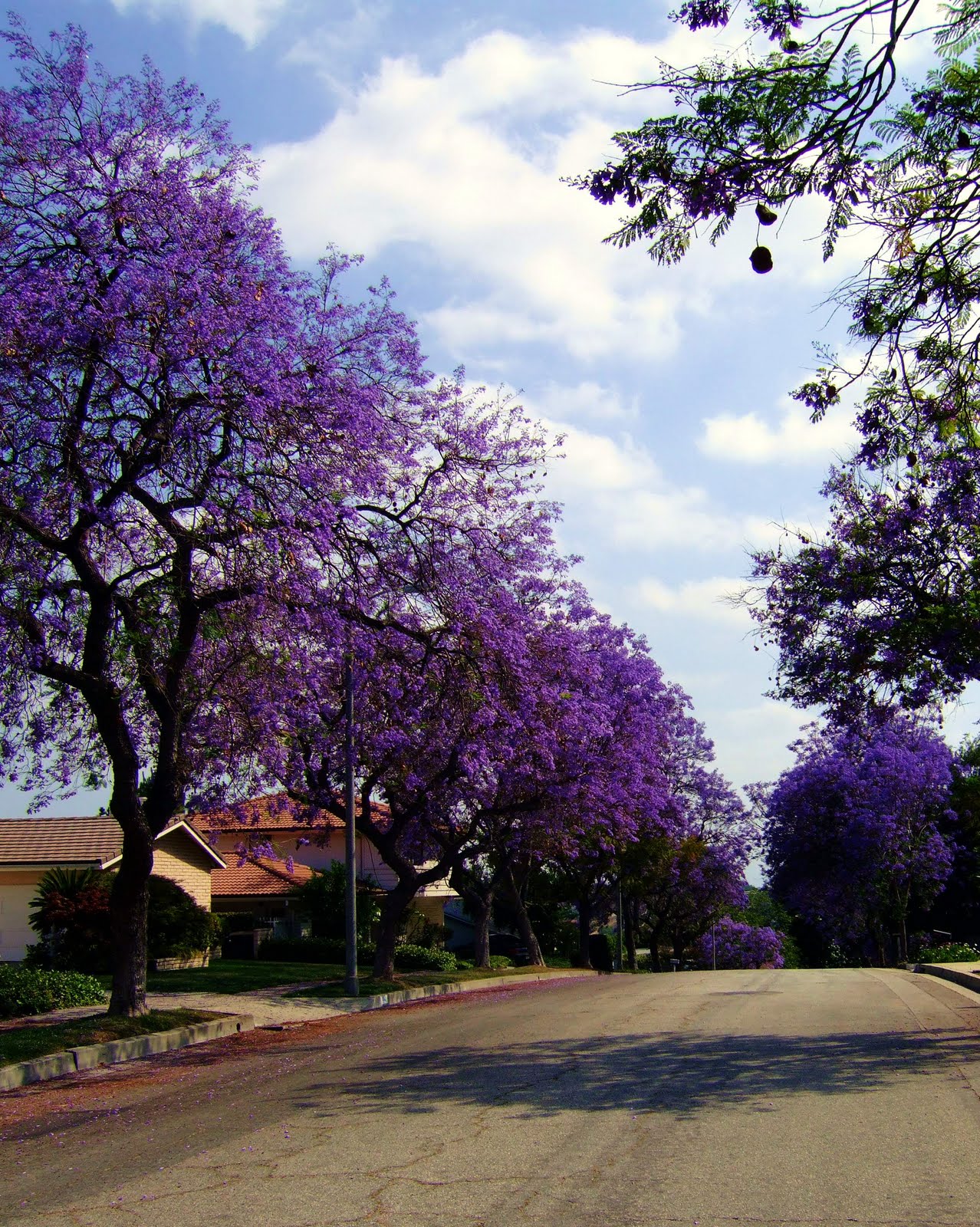 Glimpses of South Pasadena: June Bloom