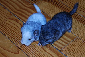 chinchilla: Reproduction