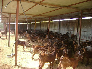 Cyprus Shami (Damascus) Goats