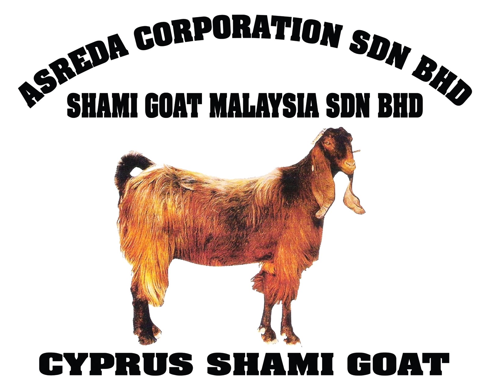 Cyprus Shami (Damascus) Goats