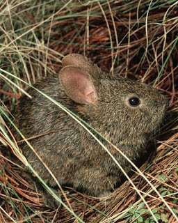 Rispetto a Gli Animali: 100 Animali Rischiano Di Sparire Salviamoli