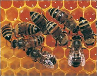 Madu, Lebah Madu Dan Manfaatnya ~ Madu Hutan Asli Jember