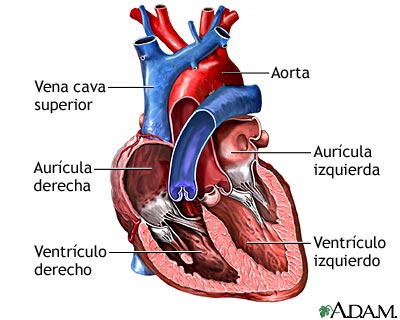 SISTEMA CIRCULATORIO: El Corazón y sus partes