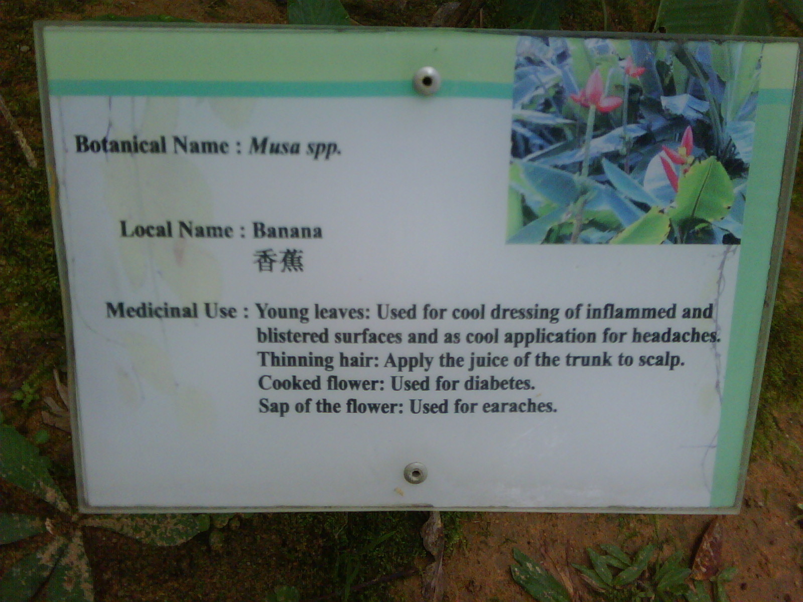 2011 T03 PSPS TP RACE, etutor Chee Swee Ann