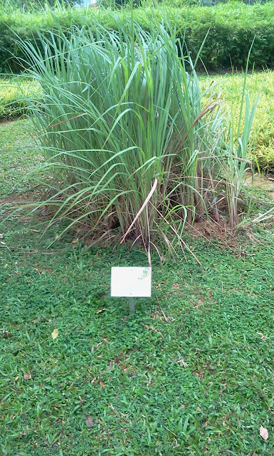 2011 T42 PSPS TP RACE, etutor Chee Swee Ann: T42 PSPS Reflection Blog