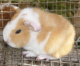 fruto de verano: CUY