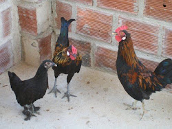 GALINHO GARNIZÉ - CHICKEN LITTLE.: O QUE É UM GARNIZÉ?