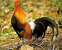 GALINHO GARNIZÉ - CHICKEN LITTLE.: O QUE É UM GARNIZÉ?