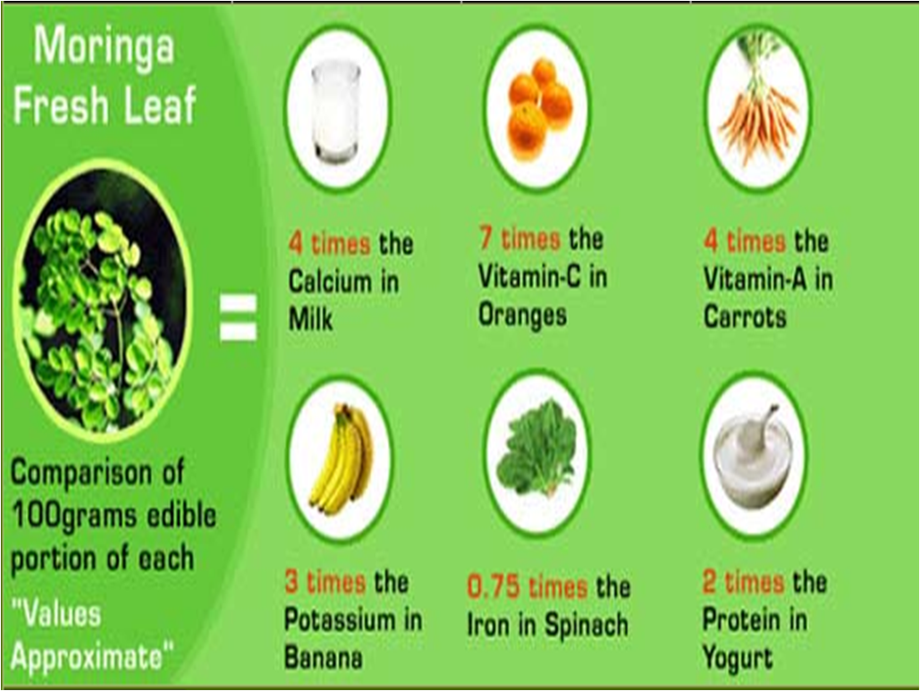 Minyak Gaz: Moringa - the miracle tree.. a life-line