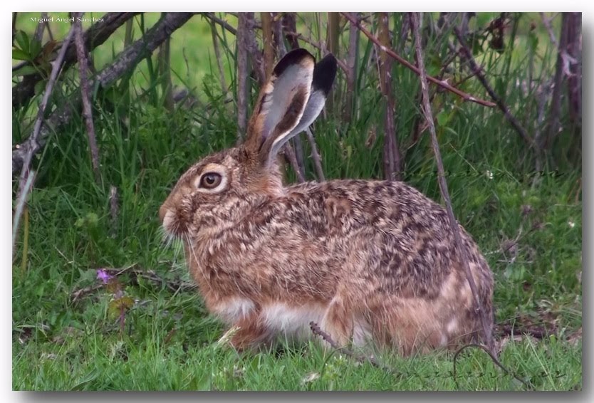 Los Animales: LIEBRES