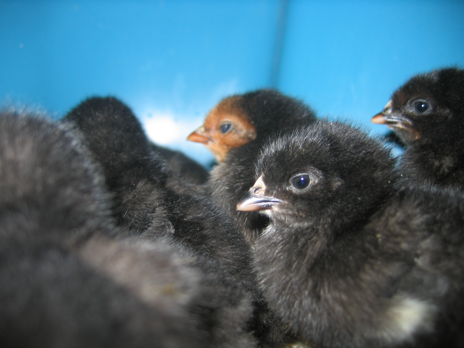 What Pigs Don't Know: How NOT to Name a Chicken- (Tagging Chickens)