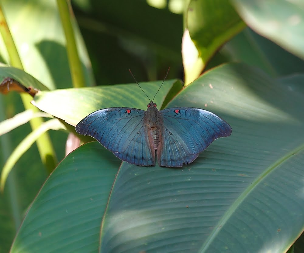 Butterfly Conservatory Of Goa: The Species Checklist