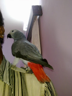 Preethi Farms (Breeders of Exotic Birds & Pets): Hand Tamed Birds for Sale.