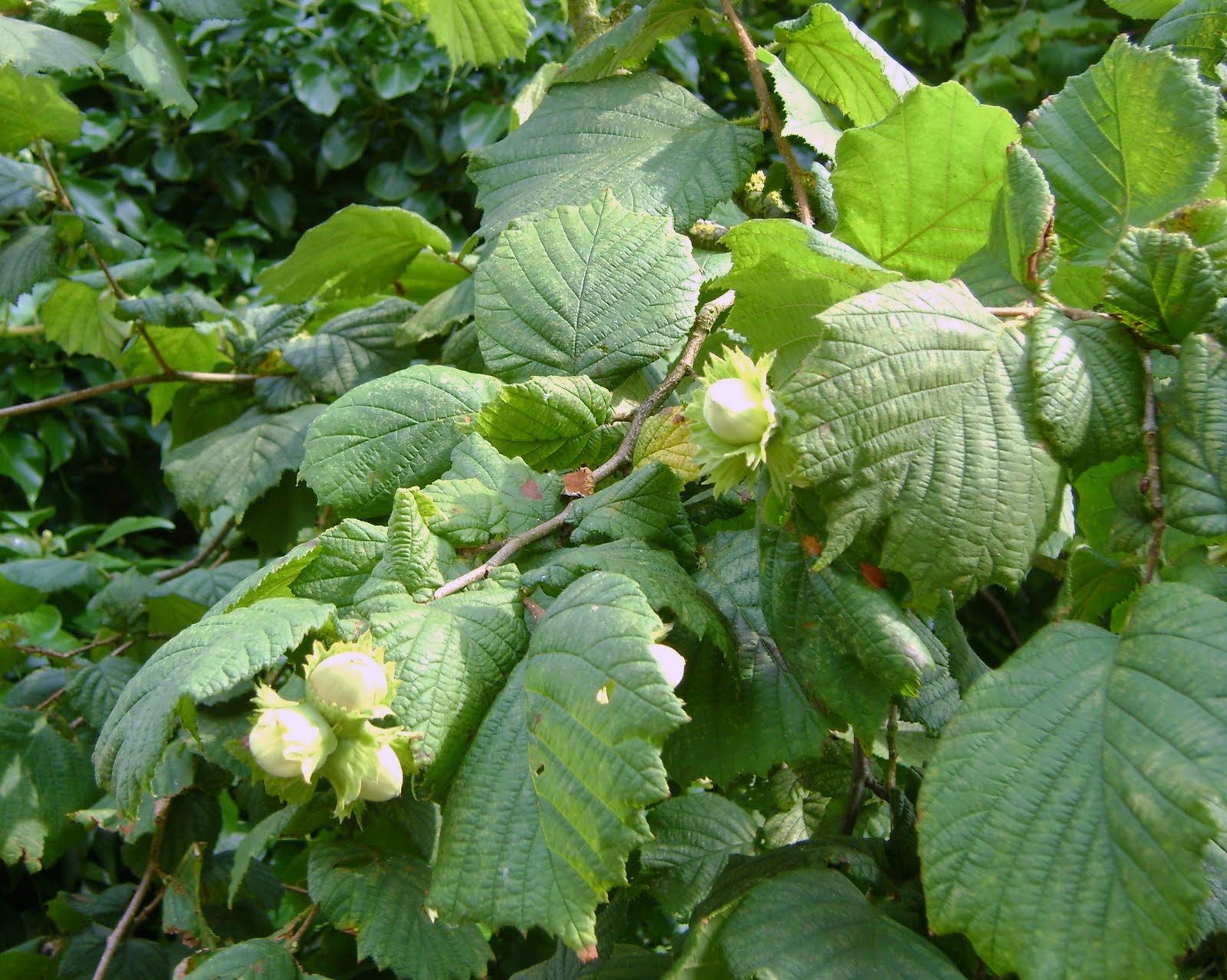 From the abbey to the Otherworld: The track to Yagleah, close by the ...