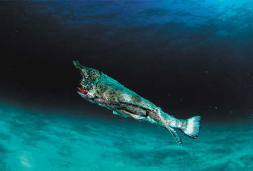 Red Lipstick Fish ~ Dave's Notes