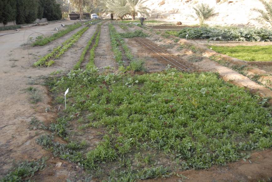 Growing Ideas with Johnny's Selected Seeds: Photos: Farming in Saudi Arabia