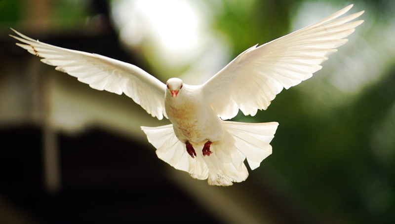 Crystal Key: Kepak Sayap Merpati Putih