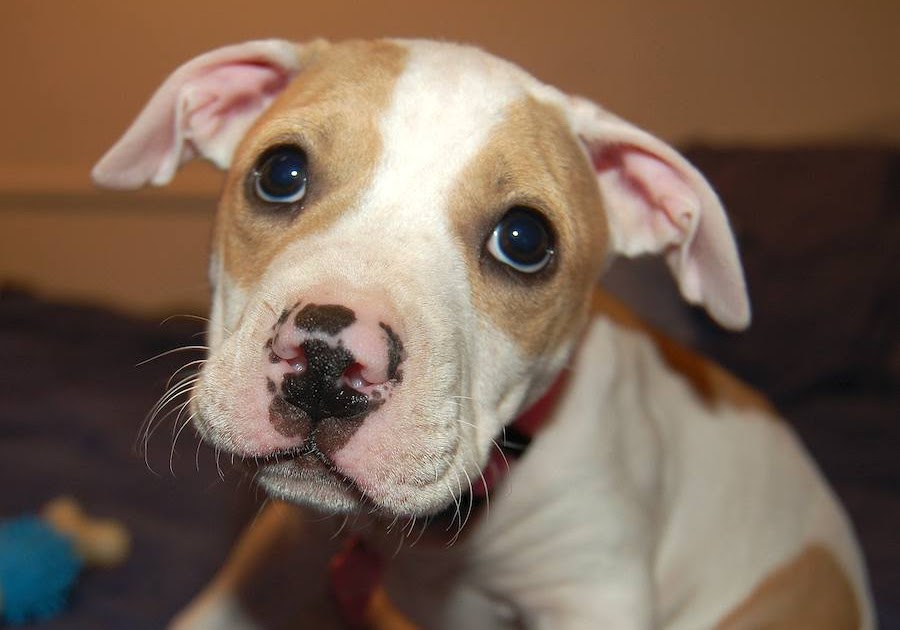 Dogtalk: Breed Profile: It's the Pits