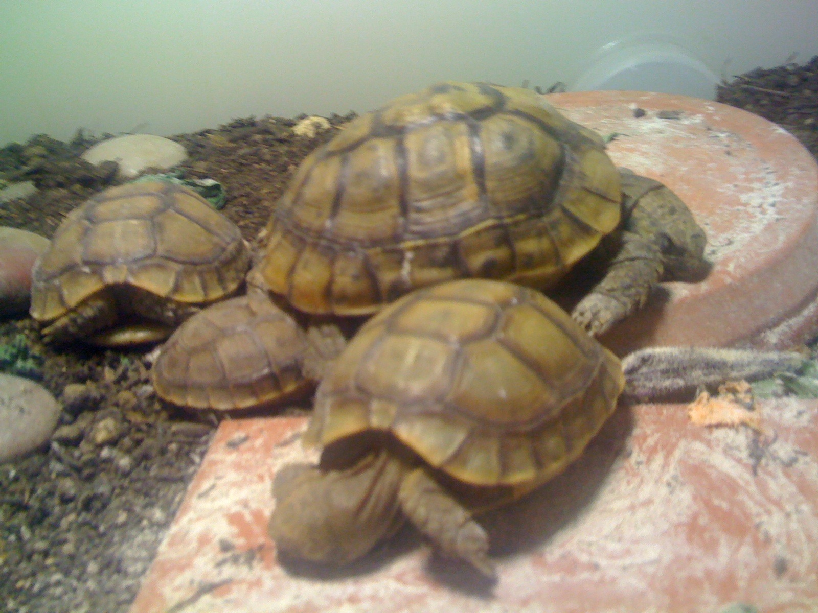 Urban Tortoise: Let Sleeping Tortoises Lie